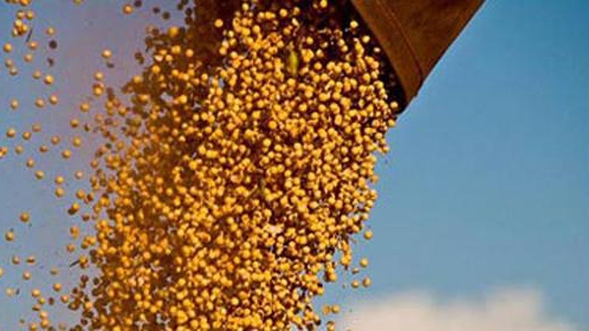 Crean un registro para controlar los granos