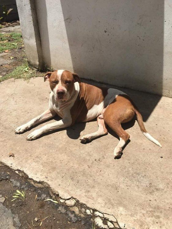 Roco es un perro muy bueno