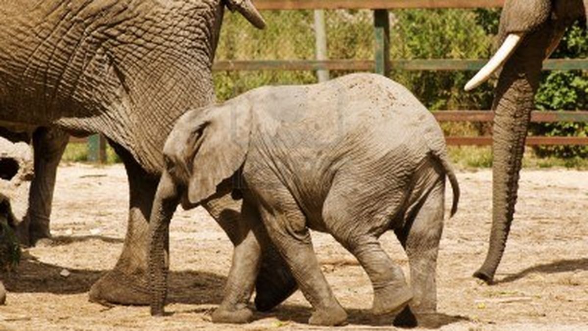 El período de gestación de los elefantes es de 22 meses