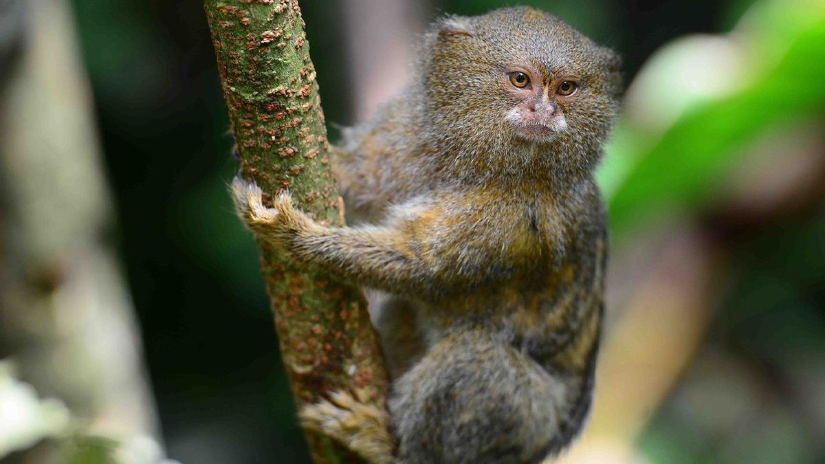 Ecuador: descubren una nueva especie del mono leoncito