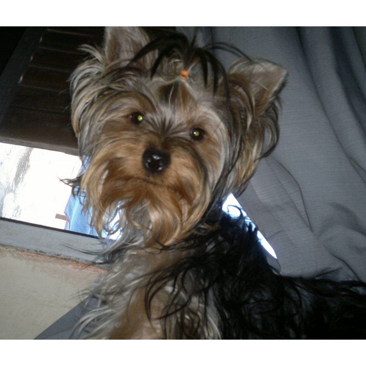 Ellos son Ciro, More, Tomy y Segundo