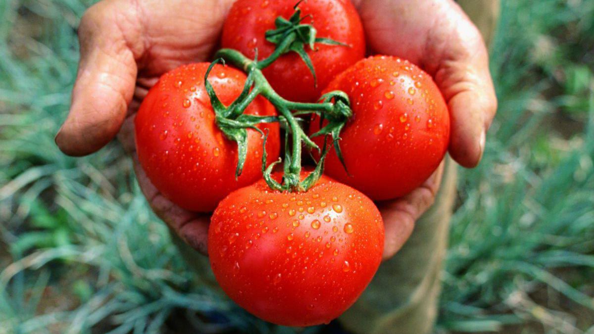 La UTT ofrecerá el kilo de tomates a 120 pesos para enfrentar la ...