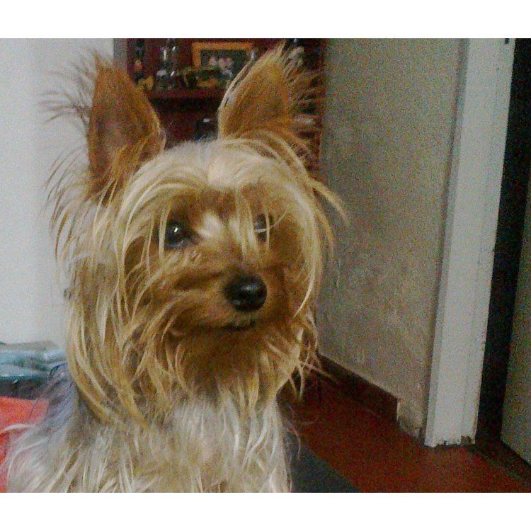 Ellos son Ciro, More, Tomy y Segundo