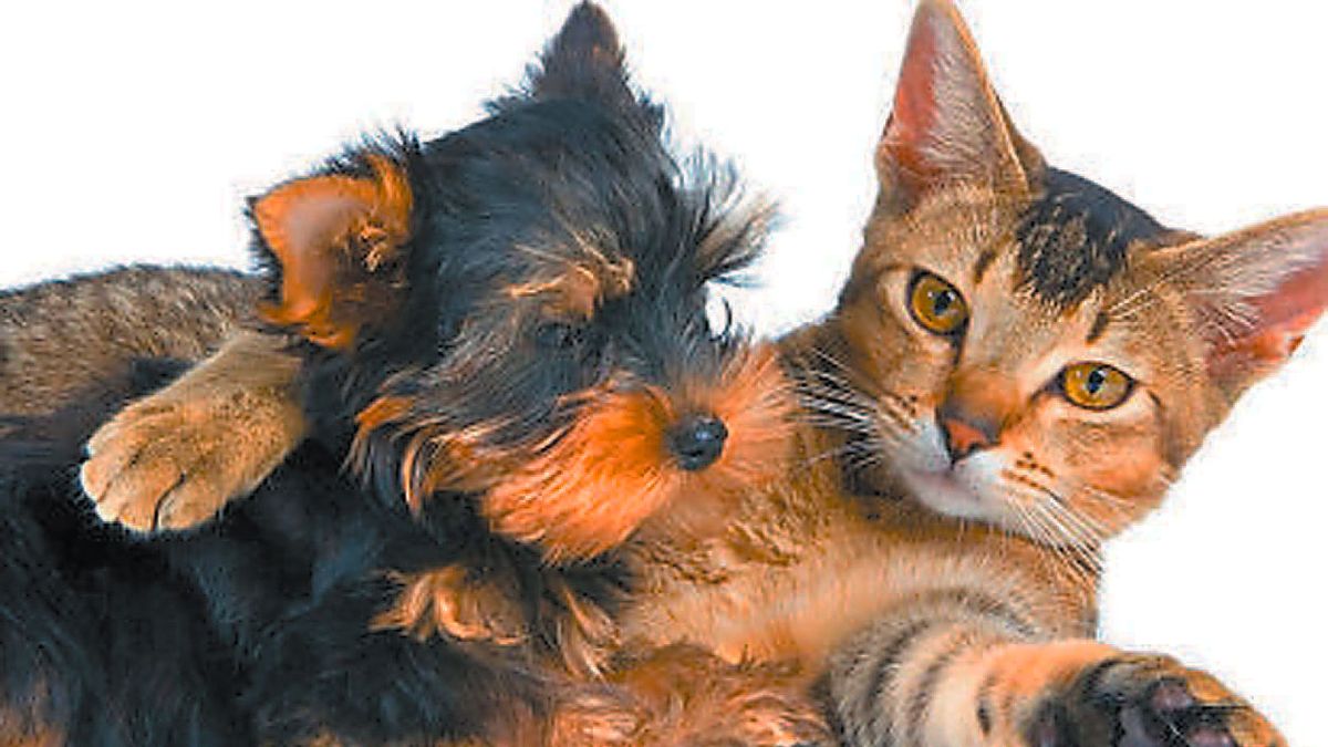 ¿Cualquier animal puede ser considerado mascota?