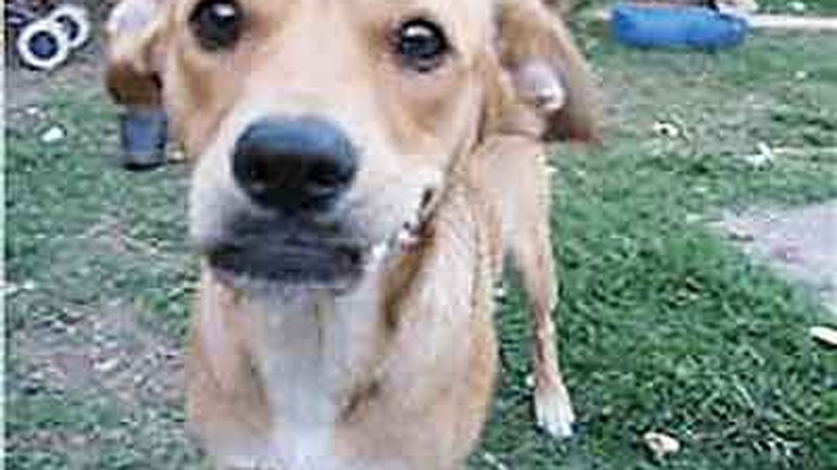 El mimado de la familia