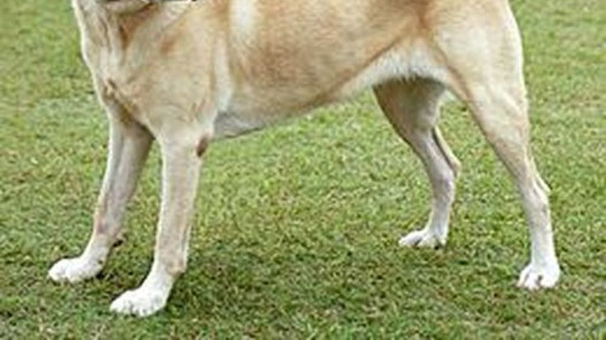 Consejos para prevenir los molestos parásitos