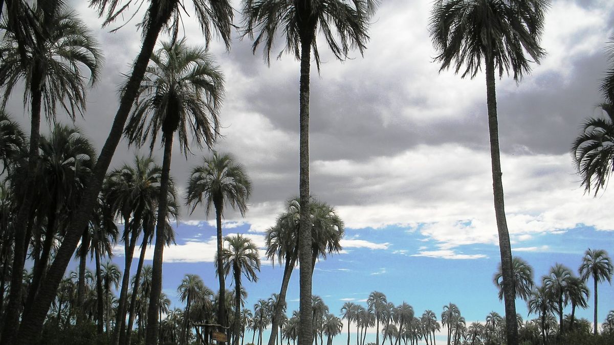 El Palmar, donde las palmeras tienen su propio santuario