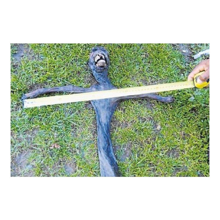 Creían que habían hallado un alien, pero era un mono momificado