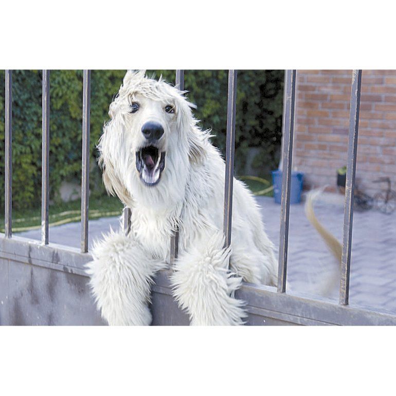 Pautas para interpretar el lenguaje de los perros