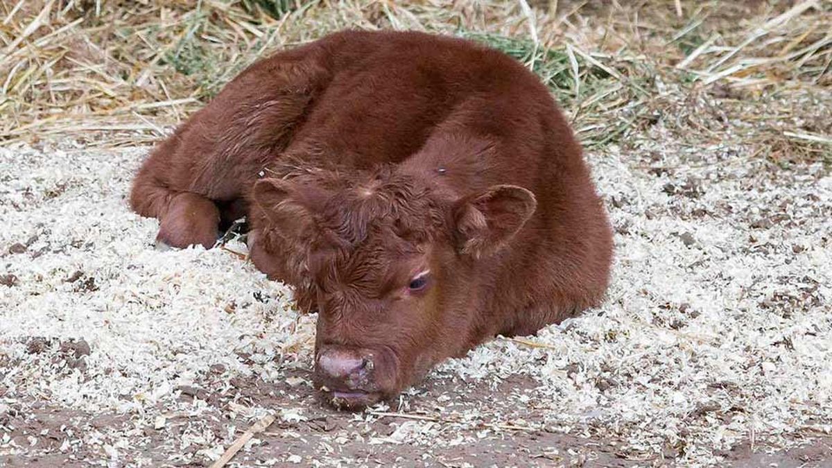 Nació el primer ternero de La Rural y se llama... ¡Mascherano!