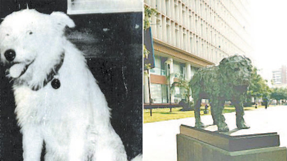 Organizan homenajes para el mítico perro Fernando