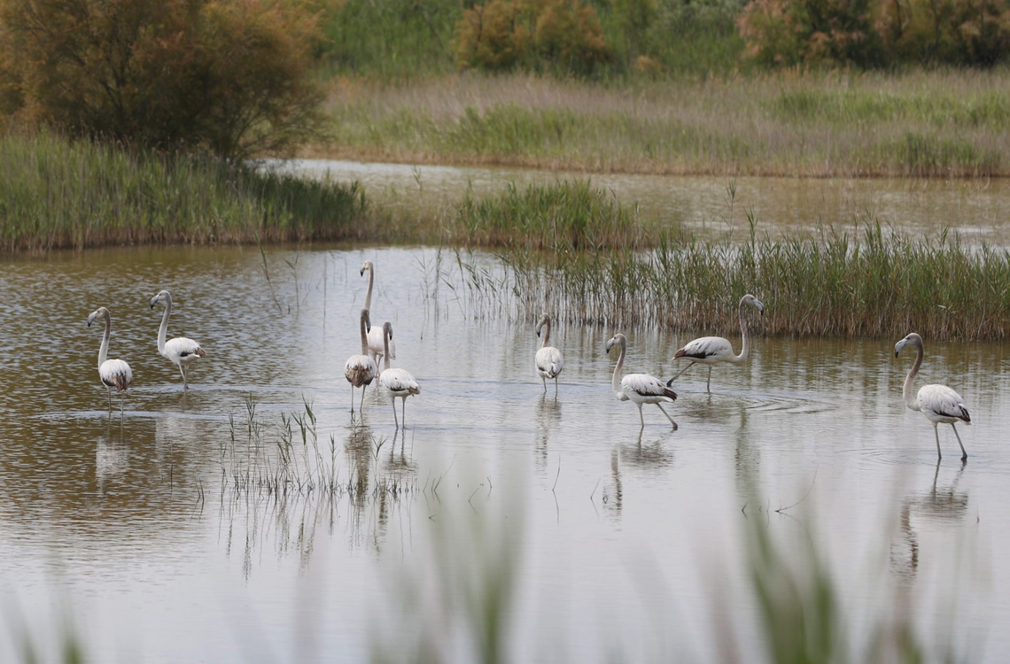 ¿Qué es un humedal y por qué es clave para el ecosistema?