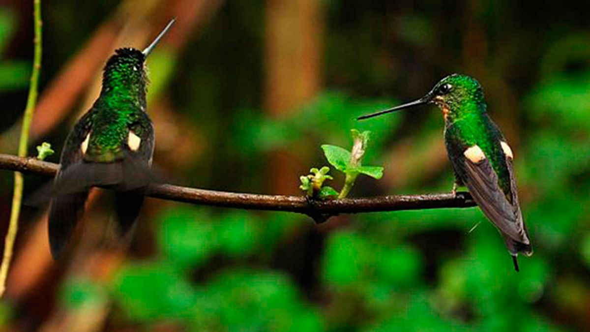 Los colibríes pueden ser una visita muy agradable