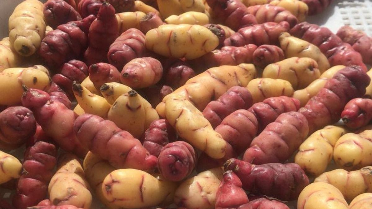 Papines andinos, los nuevos aliados de la cocina cotidiana
