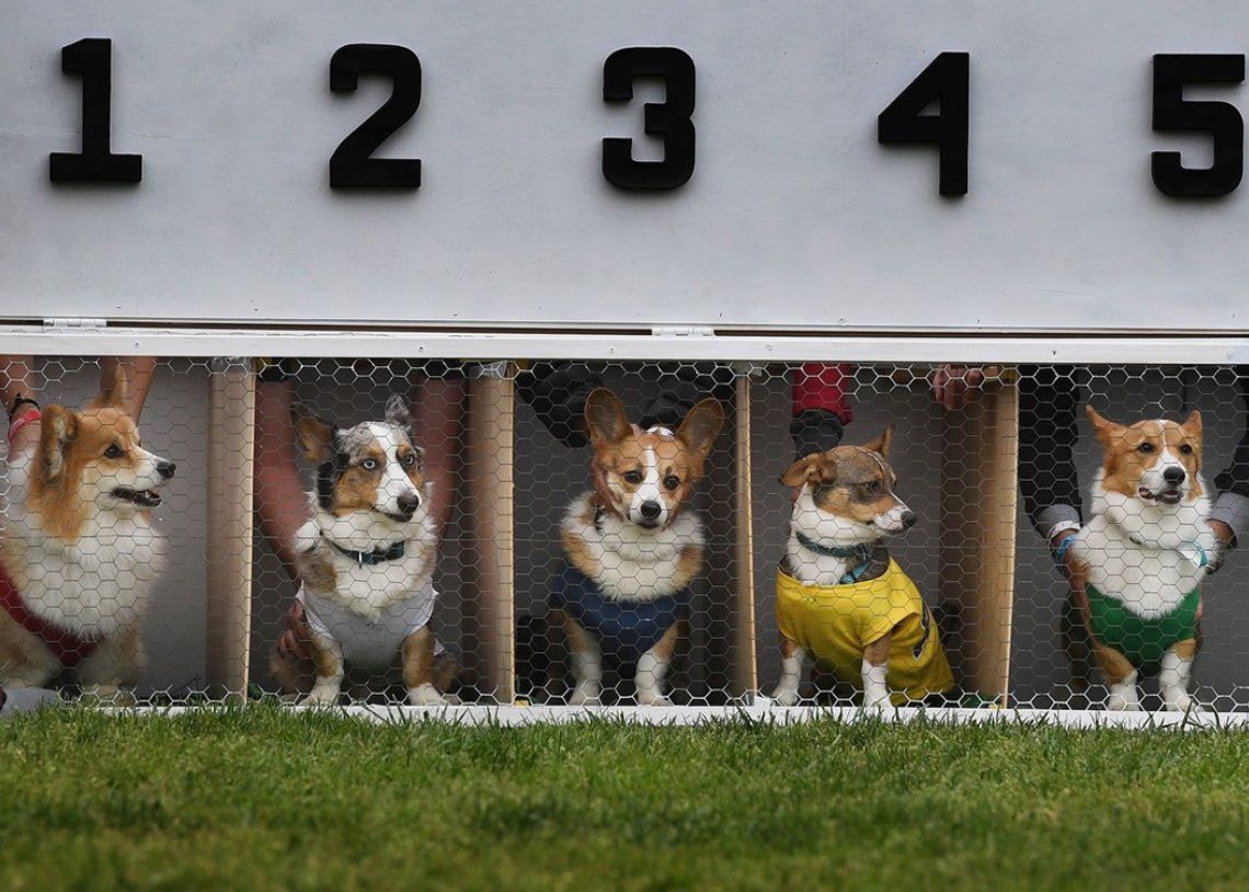 En fotos: la carrera para encontrar al Corgi más rápido del mundo