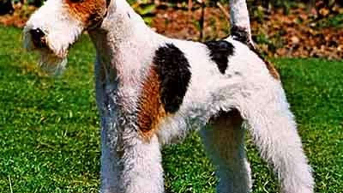 El más inglés de todos los perros