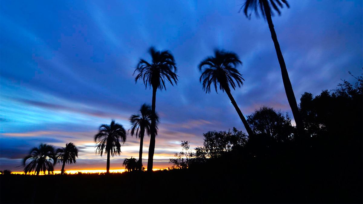 El Palmar, una maravilla natural en tierras entrerrianas