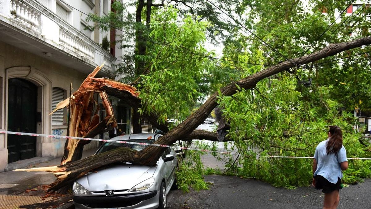 Temporal de viento en Mar del Plata: destrozos en la costa y caída de ...