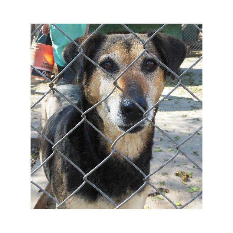 Día del animal: la pelea cotidiana de refugios y proteccionistas