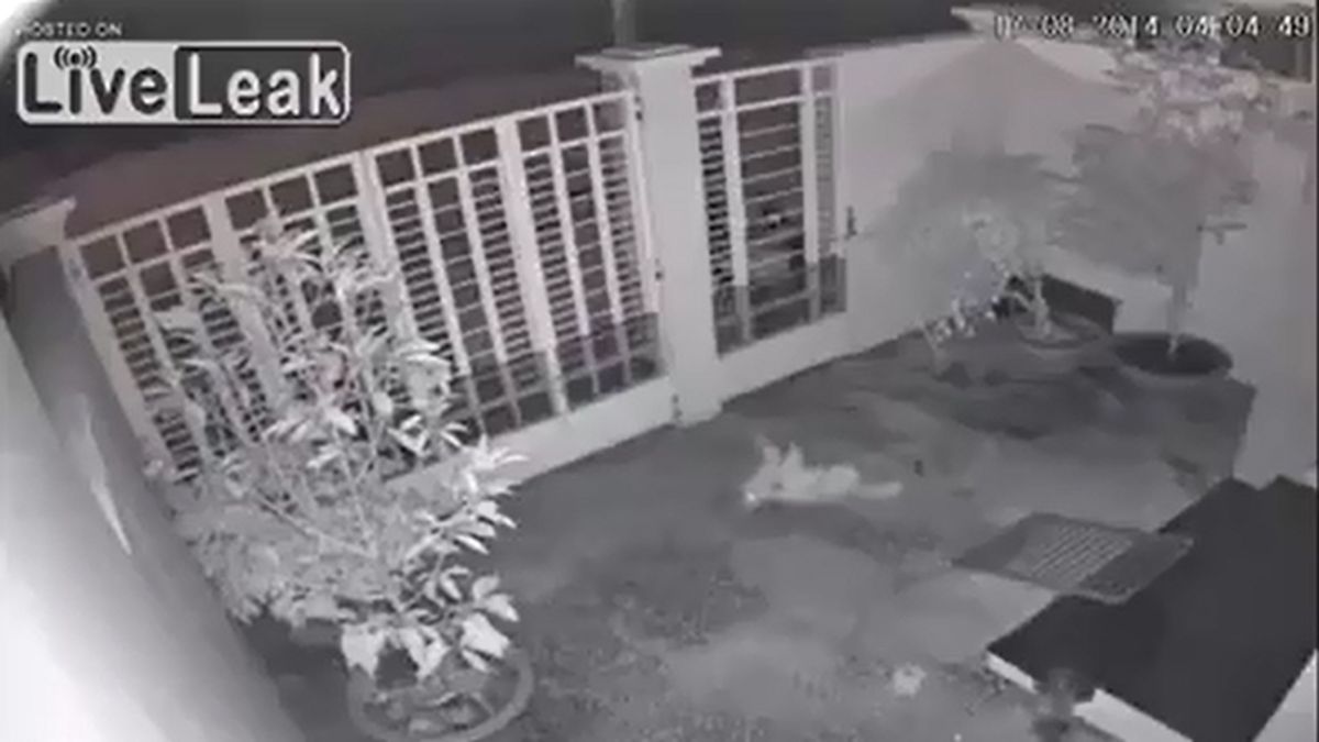 Video | Perro es electrocutado por un ladrón con un taser