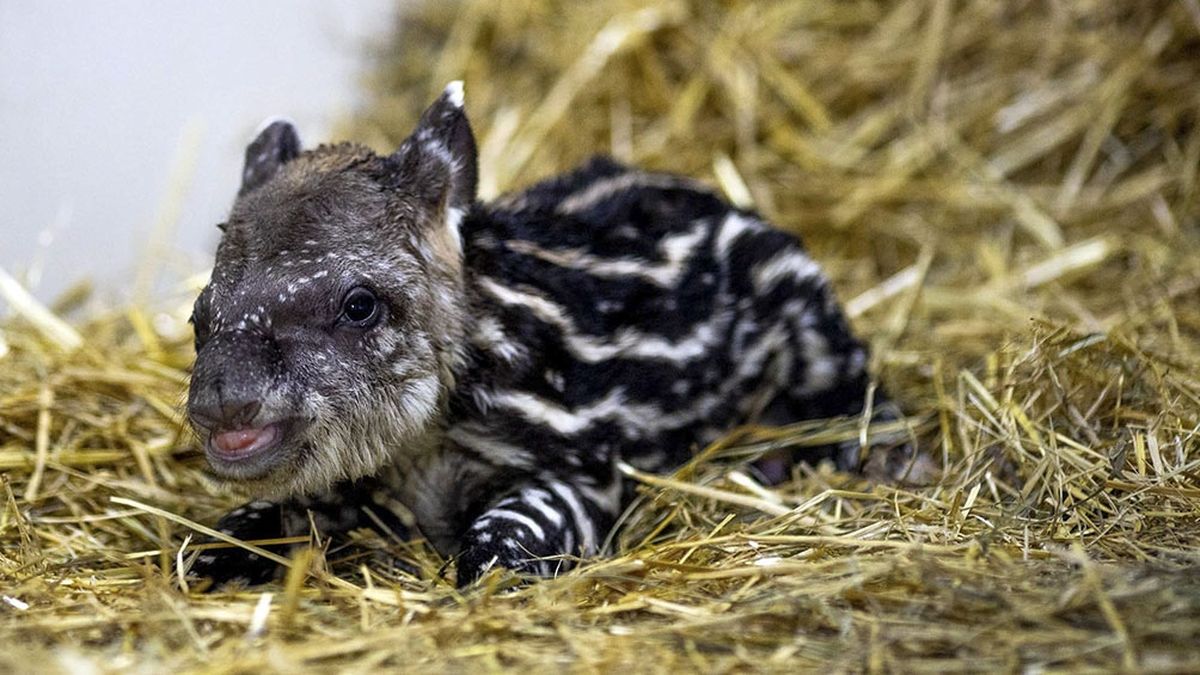 Ecoparque: Nació Jacinto, un tapir macho de 4,18 kilos