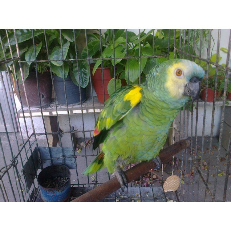 Homero es hincha de Boca