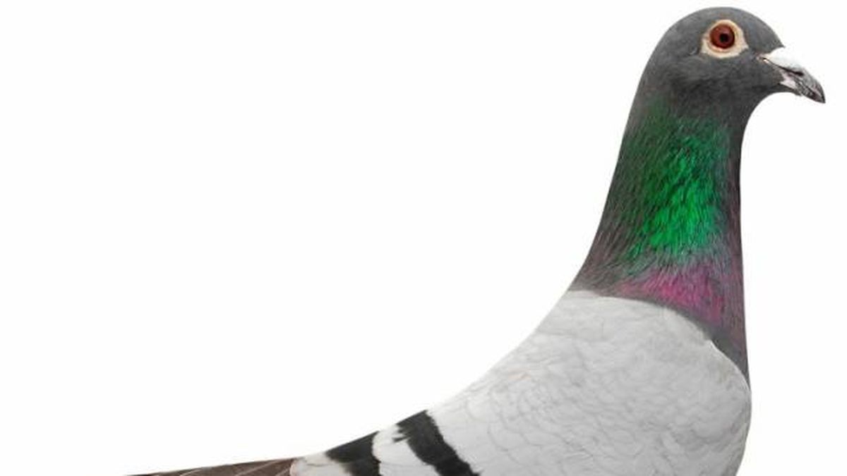 Chino pagó 310 mil euros por la paloma Bolt