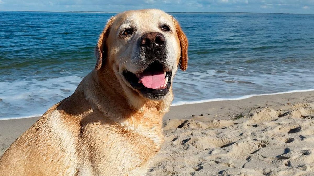 Dudas y desmentidas por la muerte de perros en las playas de Villa Gesell