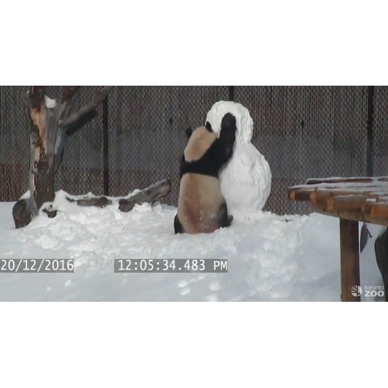 Video | ¿Quién gana una pelea entre un Panda y un muñeco de nieve?