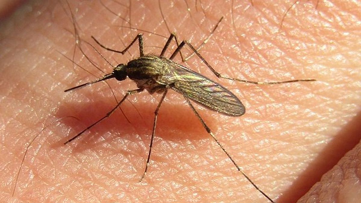 Los mosquitos que invaden el AMBA son de la especie vectora de la ...