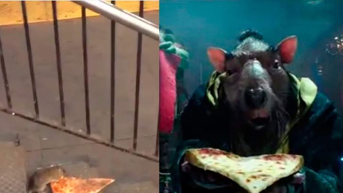 ¿Es Splinter? Rata que arrastra porción de pizza causa furor