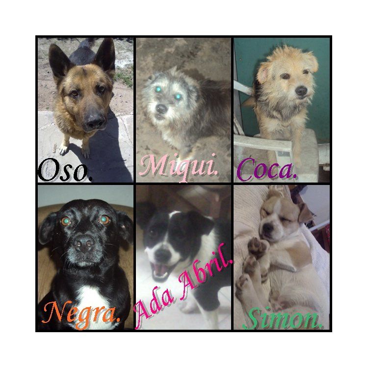 Seis hermosos perritos