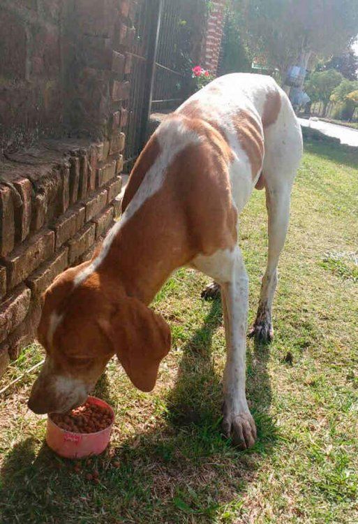 Este Pointer sacado del abandono quiere una nueva casa
