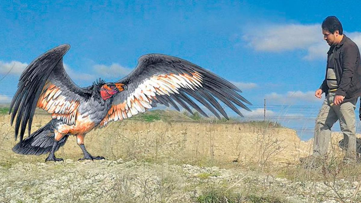 Encontraron un cóndor de 30 mil años en Marcos Paz