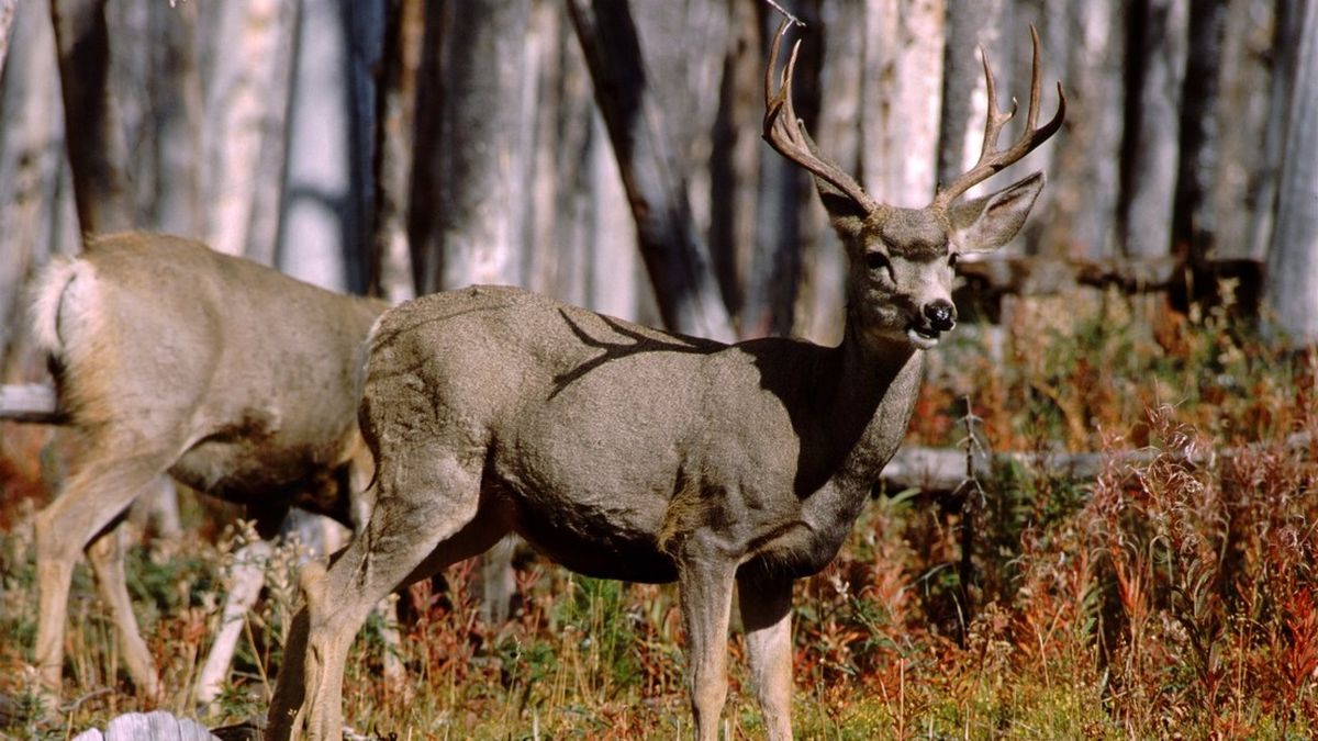 La enfermedad del ciervo zombie amenaza a Estados Unidos