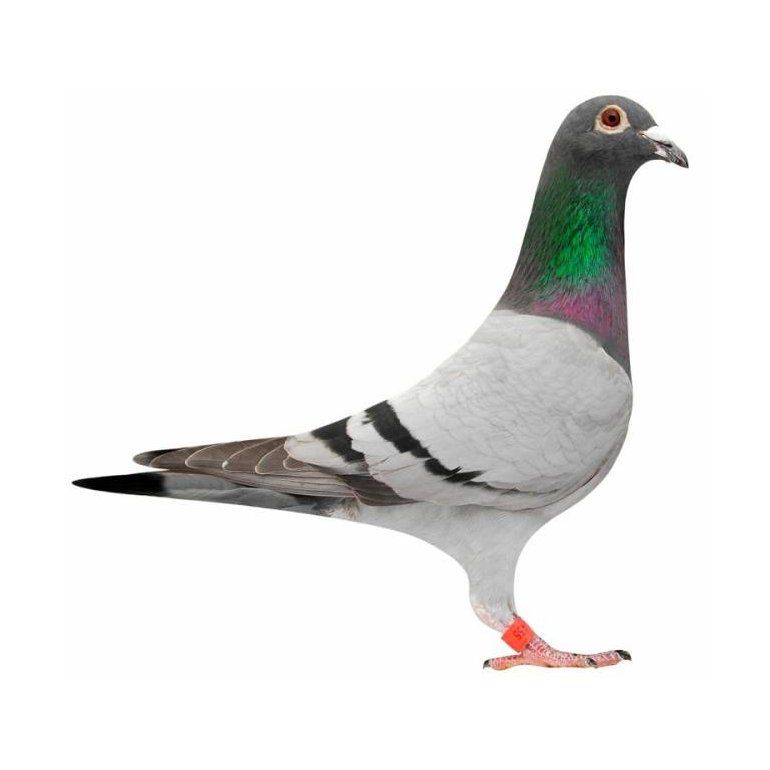 Chino pagó 310 mil euros por la paloma Bolt